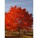 Maple, Norwegian Sunset® - TheTreeFarm.com