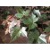 Maple, Norwegian Sunset® - TheTreeFarm.com