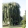 Willow, Niobe Golden Weeping - TheTreeFarm.com