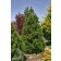 Pine, Bosnian 'Compact Gem' - TheTreeFarm.com