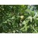 Oak, Gambel - TheTreeFarm.com