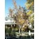 Oak, Gambel - TheTreeFarm.com