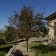 Crabapple, Radiant - TheTreeFarm.com