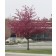 Crabapple, Radiant - TheTreeFarm.com