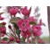 Crabapple, Radiant - TheTreeFarm.com