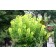 Smoketree, Golden Spirit® - TheTreeFarm.com