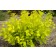 Smoketree, Golden Spirit® - TheTreeFarm.com