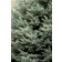 Spruce, Colorado 'Fat Albert' - TheTreeFarm.com