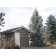 Spruce, Colorado 'Hoopsi Blue' - TheTreeFarm.com