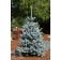 Spruce, Colorado 'Hoopsi Blue' - TheTreeFarm.com