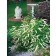 Sweetspire, Little Henry® - TheTreeFarm.com