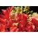 Sweetspire, Little Henry® - TheTreeFarm.com