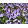 Veronica, Crystal River (Speedwell) - TheTreeFarm.com