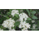Viburnum, Mini Man™ Dwarf - TheTreeFarm.com