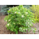 Viburnum, Mini Man™ Dwarf - TheTreeFarm.com