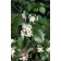 Hawthorne, Winter King - TheTreeFarm.com