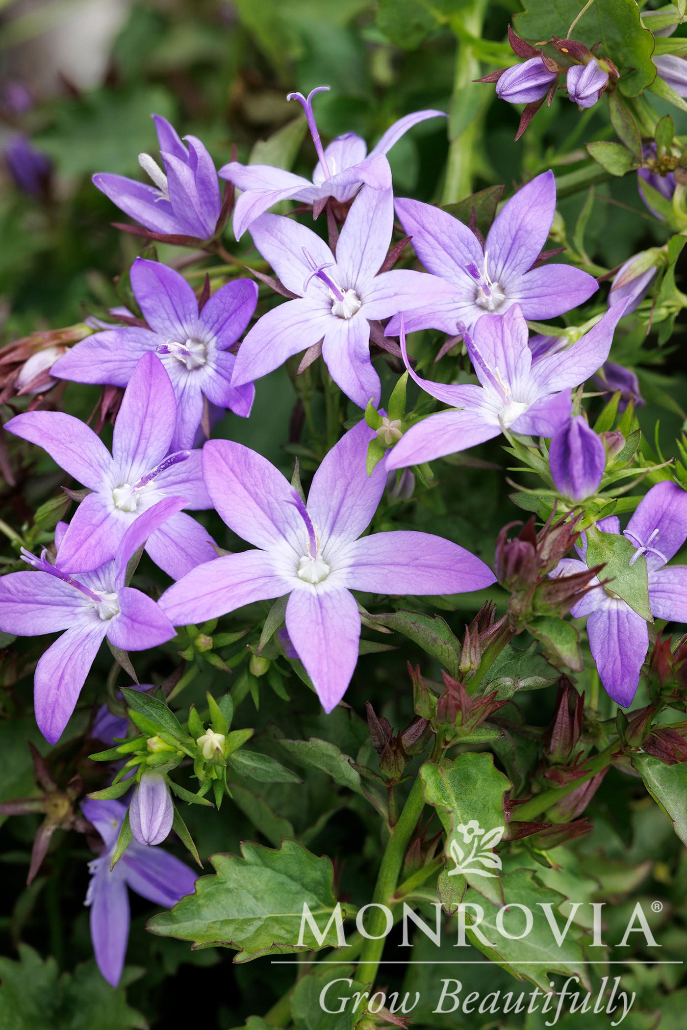 Bellflower, Arctic Falls™ - TheTreeFarm.com