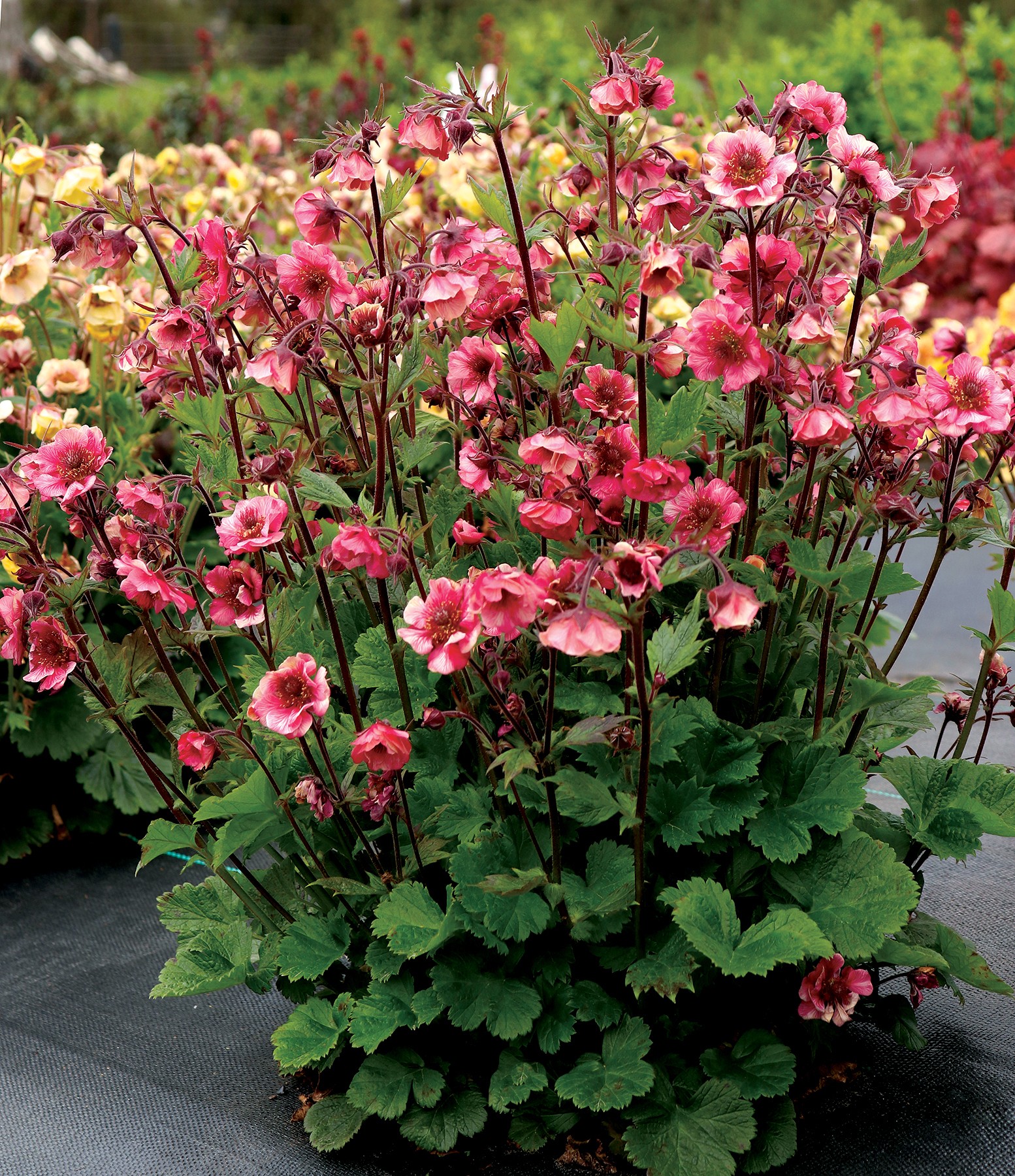 Geum Tempo Rose