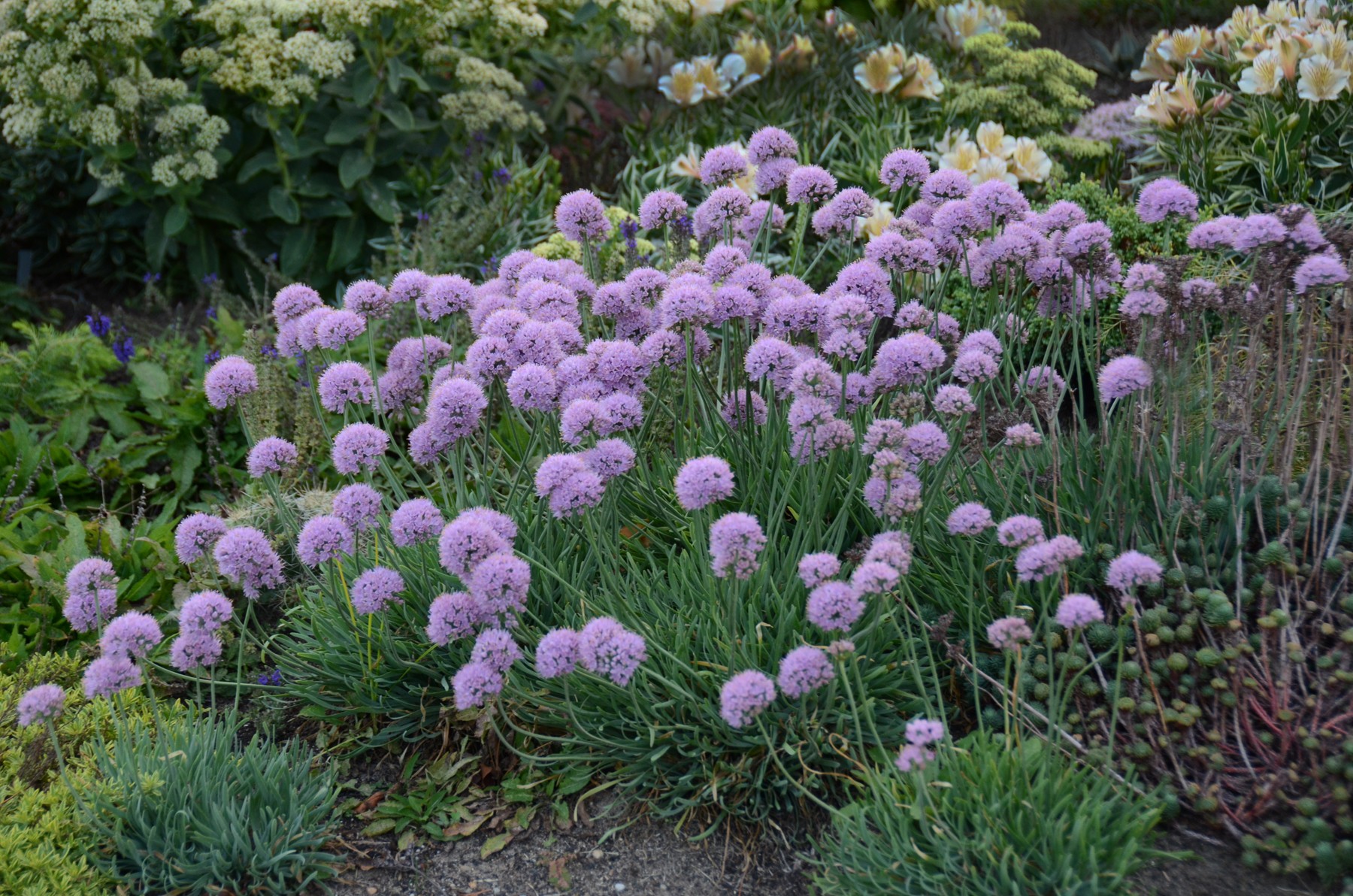 Onion, Ornamental Millenium - TheTreeFarm.com