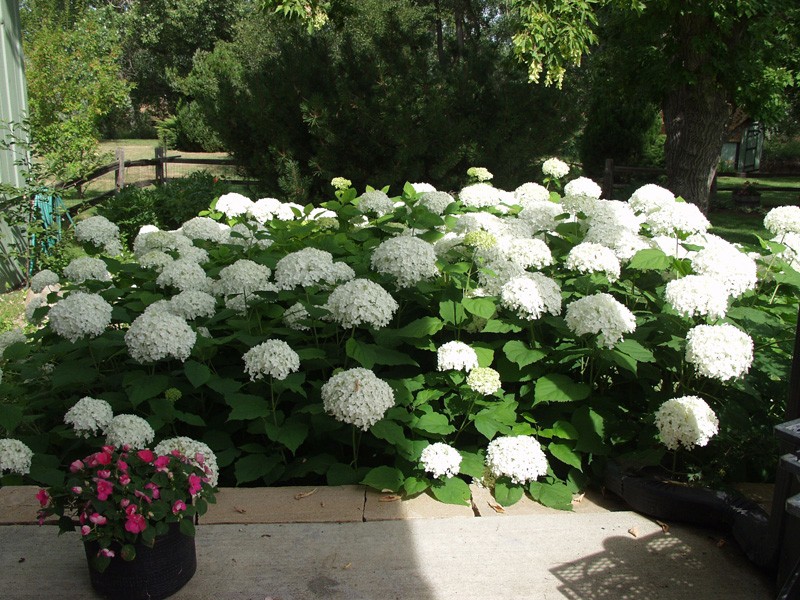 Hydrangea, Annabelle - TheTreeFarm.com