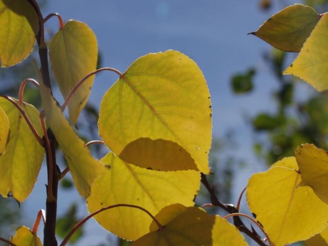 Quaking Aspen - TheTreeFarm.com