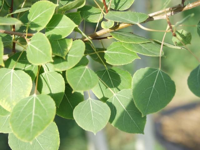 Quaking Aspen - TheTreeFarm.com