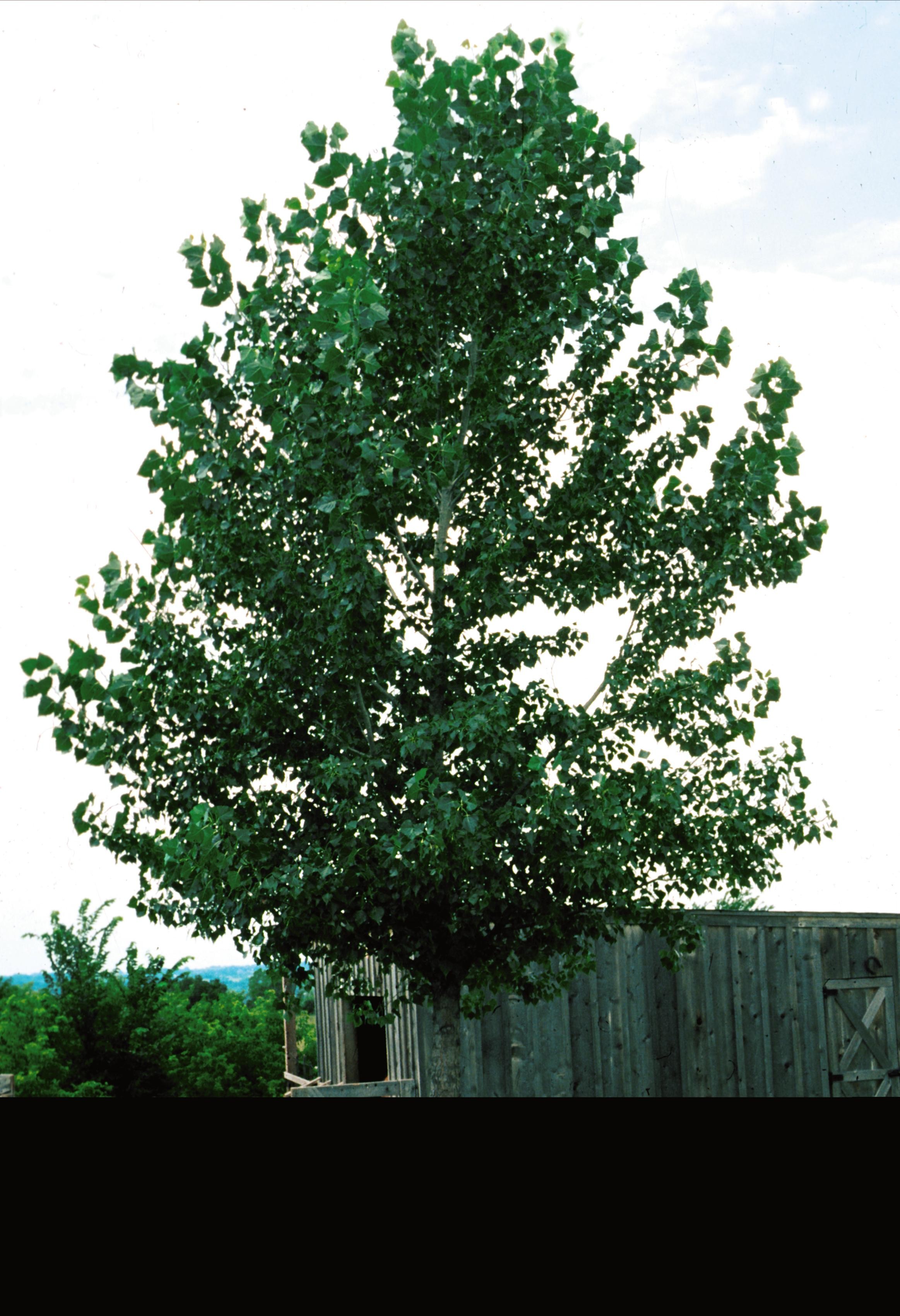 Quaking Aspen - TheTreeFarm.com