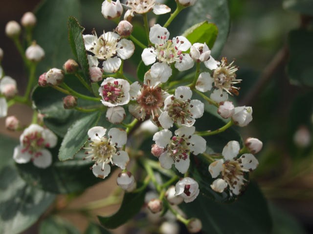 Chokeberry, Autumn Magic Black - TheTreeFarm.com
