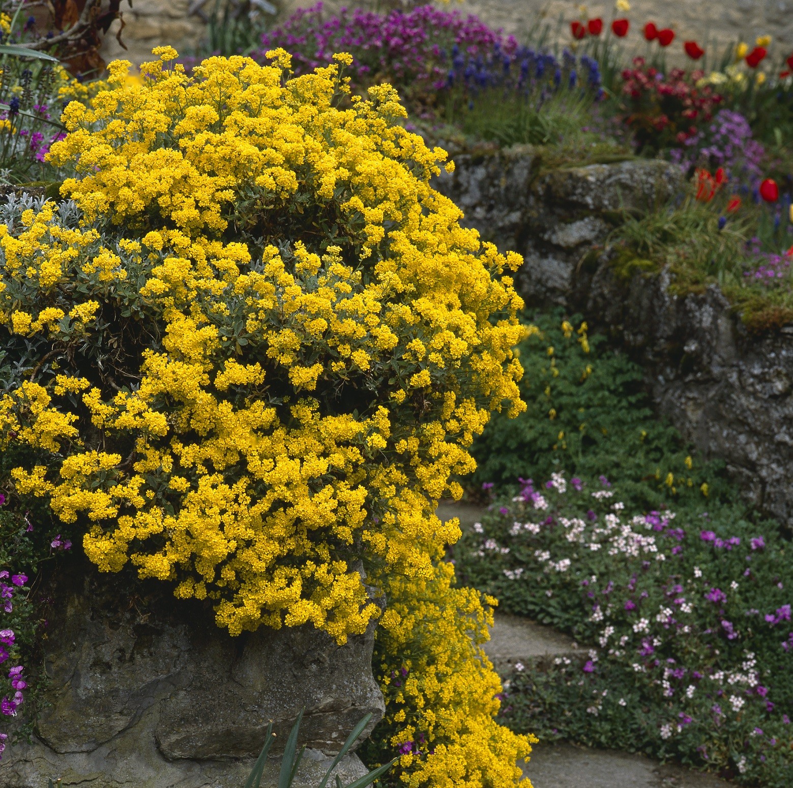 Basket of Gold (Perennial Alyssum) - TheTreeFarm.com