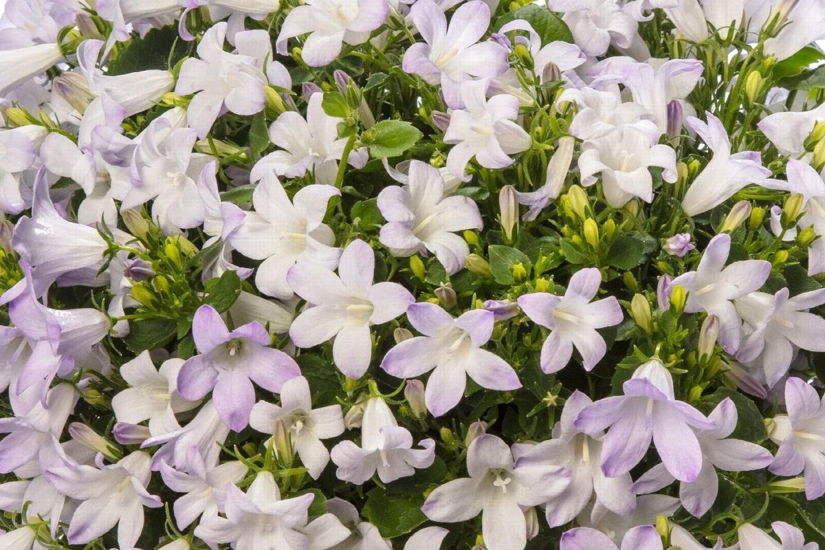 Bellflower, Clockwise™ White Blush - TheTreeFarm.com
