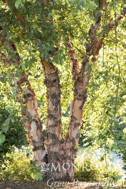 Birch, Heritage® - TheTreeFarm.com