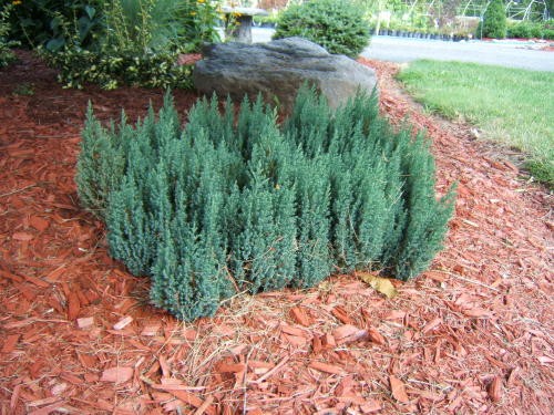Juniper, Blue Forest - TheTreeFarm.com