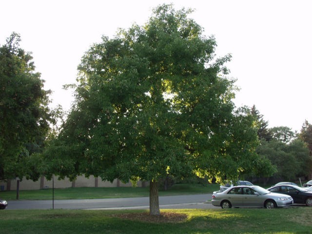 Ohio Buckeye - TheTreeFarm.com