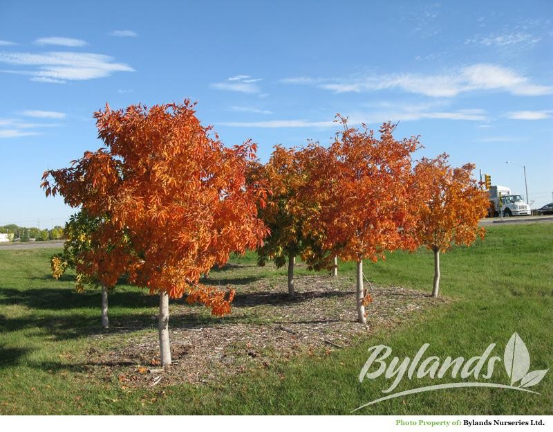 Ohio Buckeye - TheTreeFarm.com