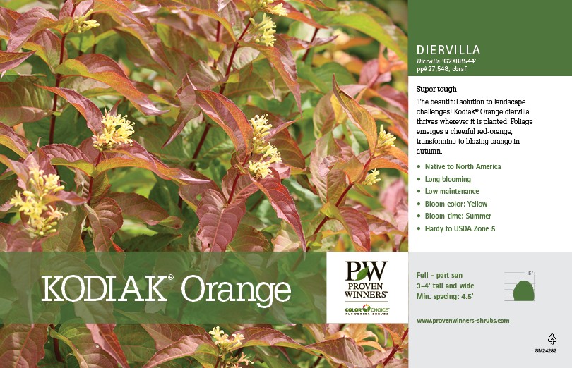 Honeysuckle Bush, Kodiak® Orange (Diervilla) - TheTreeFarm.com