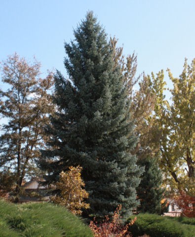 Spruce, Colorado - TheTreeFarm.com