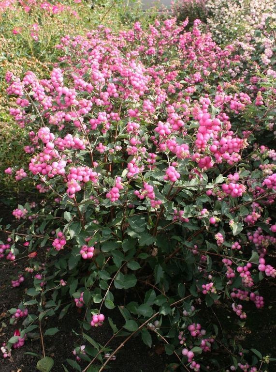 Coralberry, Candy™ - TheTreeFarm.com