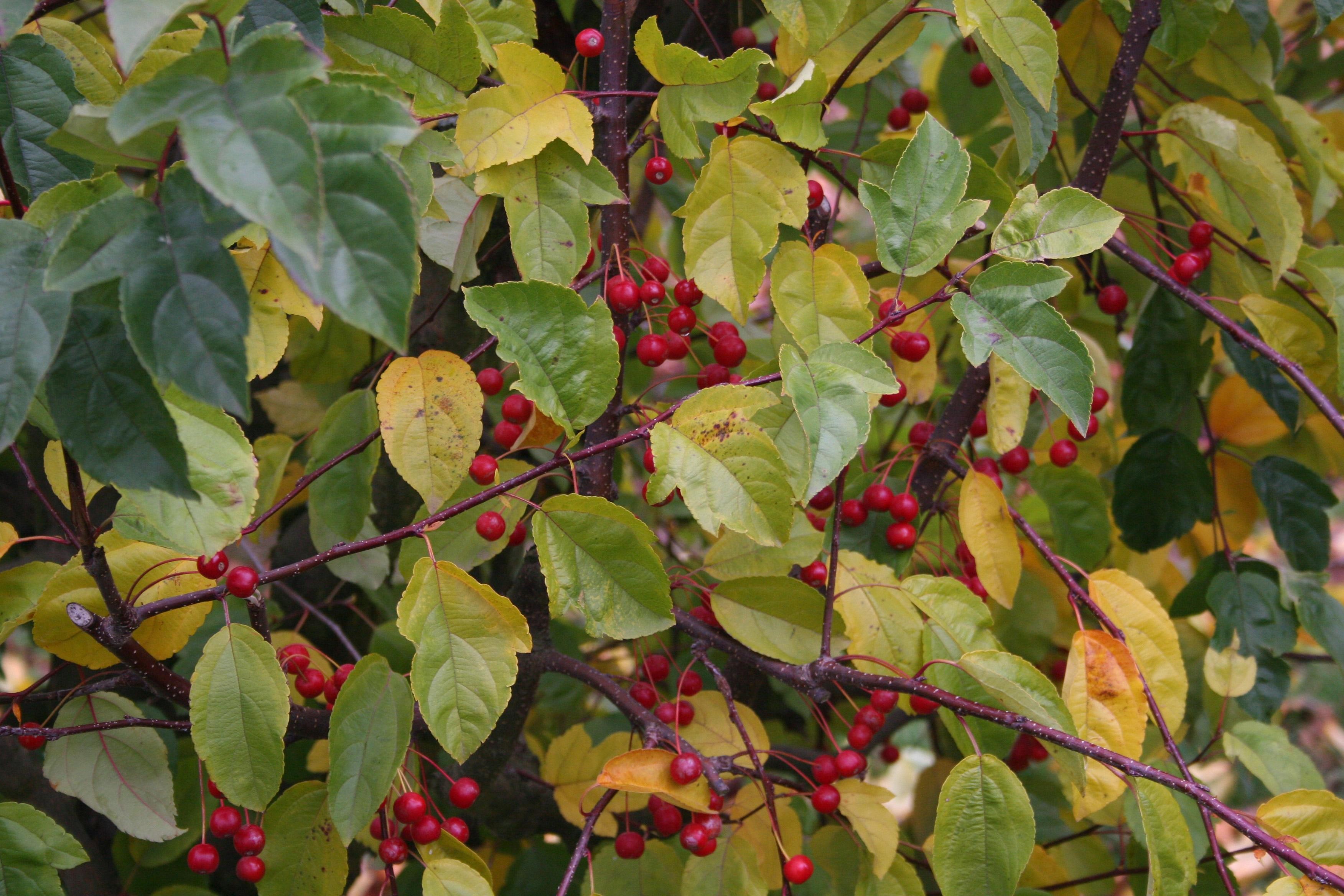 Red Jade Weeping Crabapple - TheTreeFarm.com