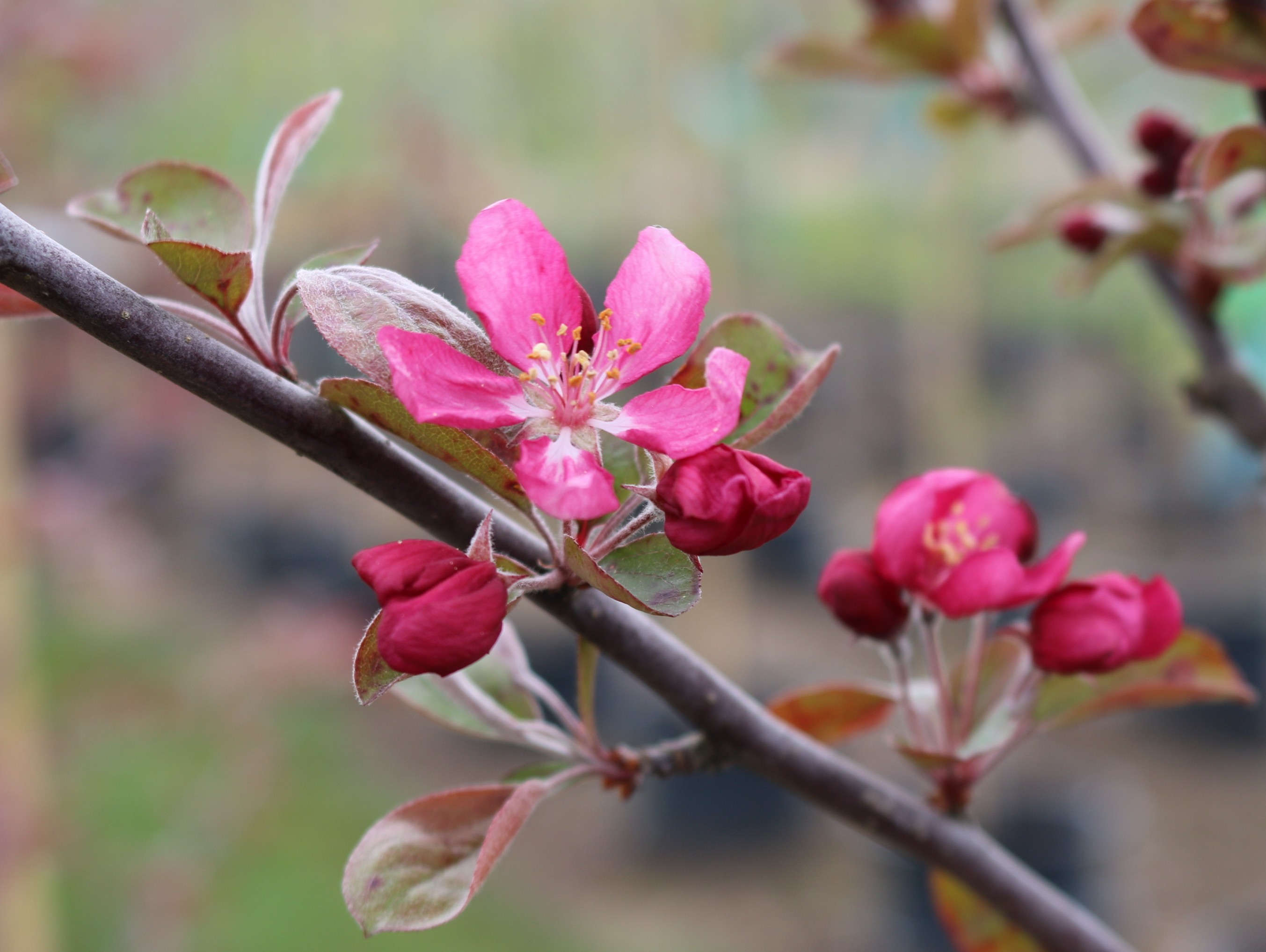 Crabapple, Robinson - TheTreeFarm.com