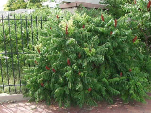 Sumac, Staghorn Cutleaf - TheTreeFarm.com