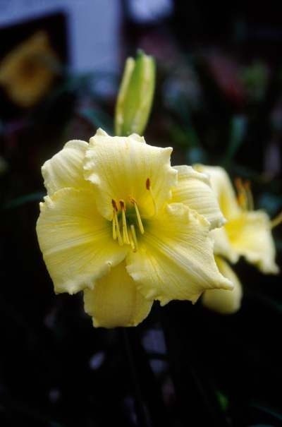 Daylily, Stella Supreme - TheTreeFarm.com