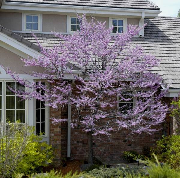 Redbud, Eastern - TheTreeFarm.com