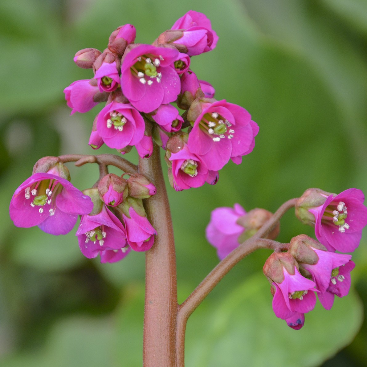 Bergenia, Winter Glow - TheTreeFarm.com