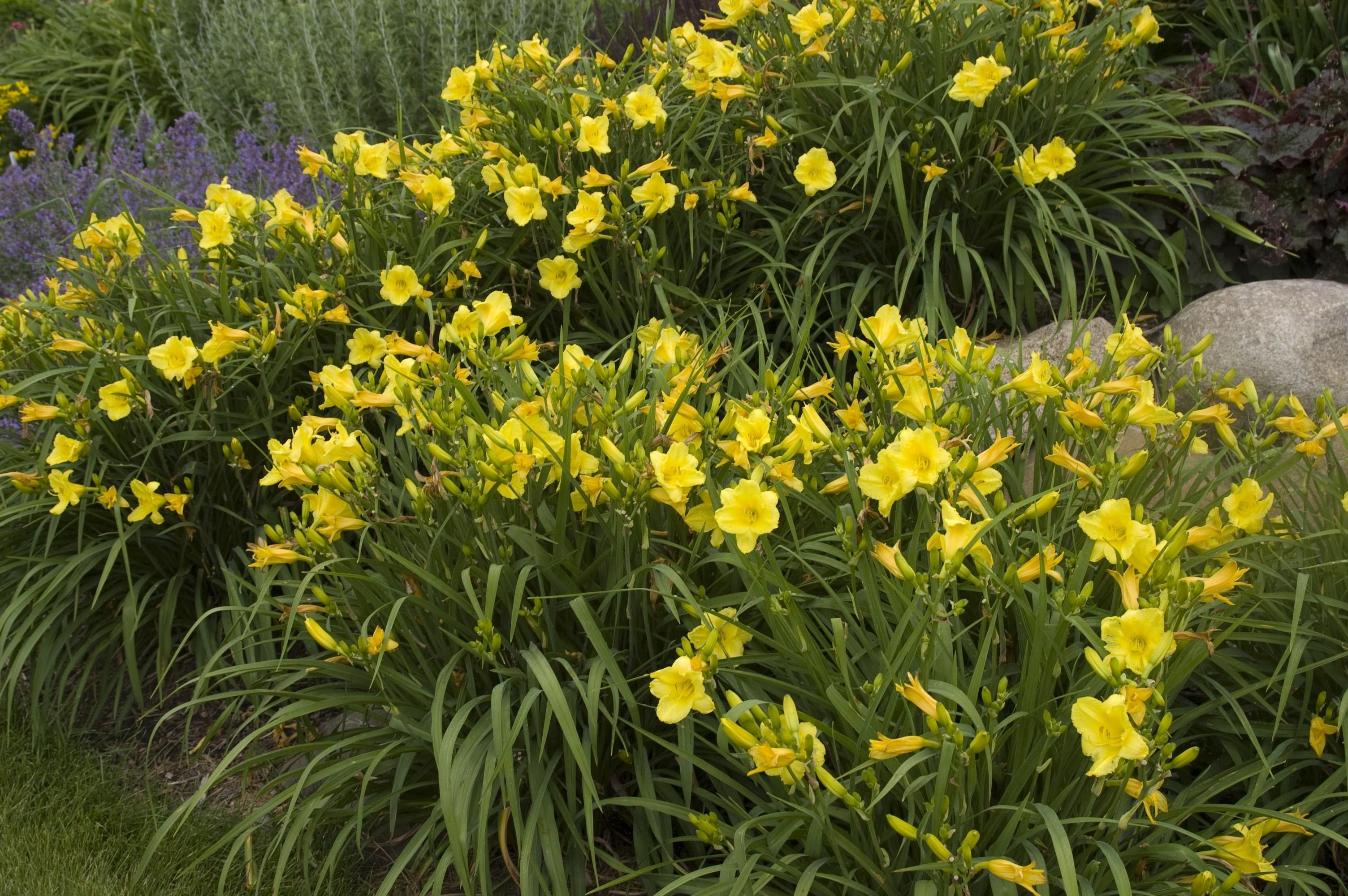 Daylily, Happy Returns - TheTreeFarm.com