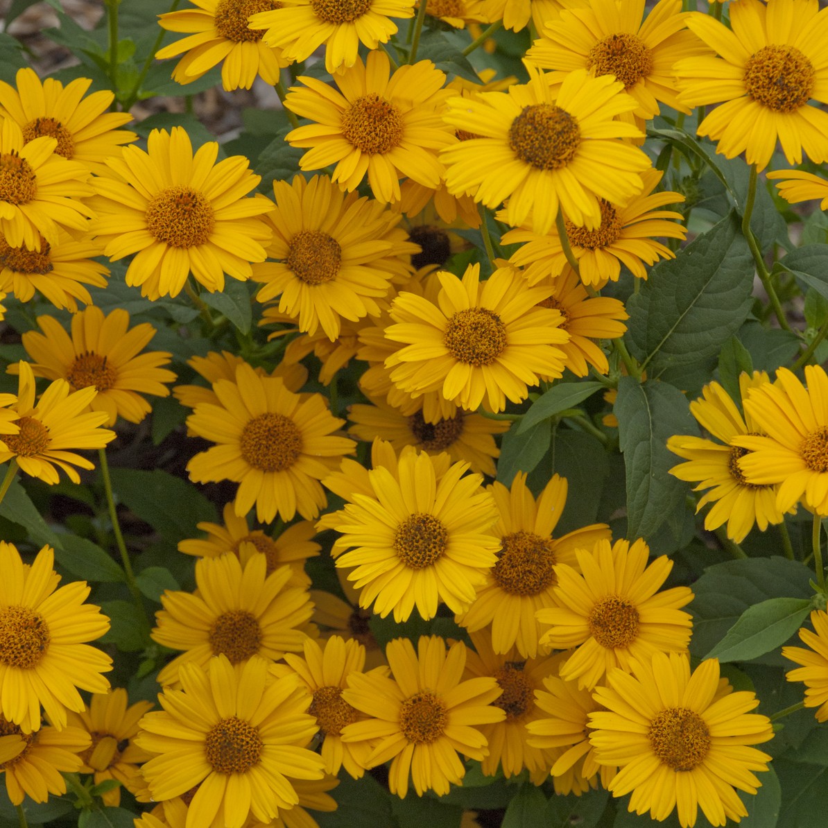 Heliopsis, Tuscan Sun (False Sunflower) - TheTreeFarm.com