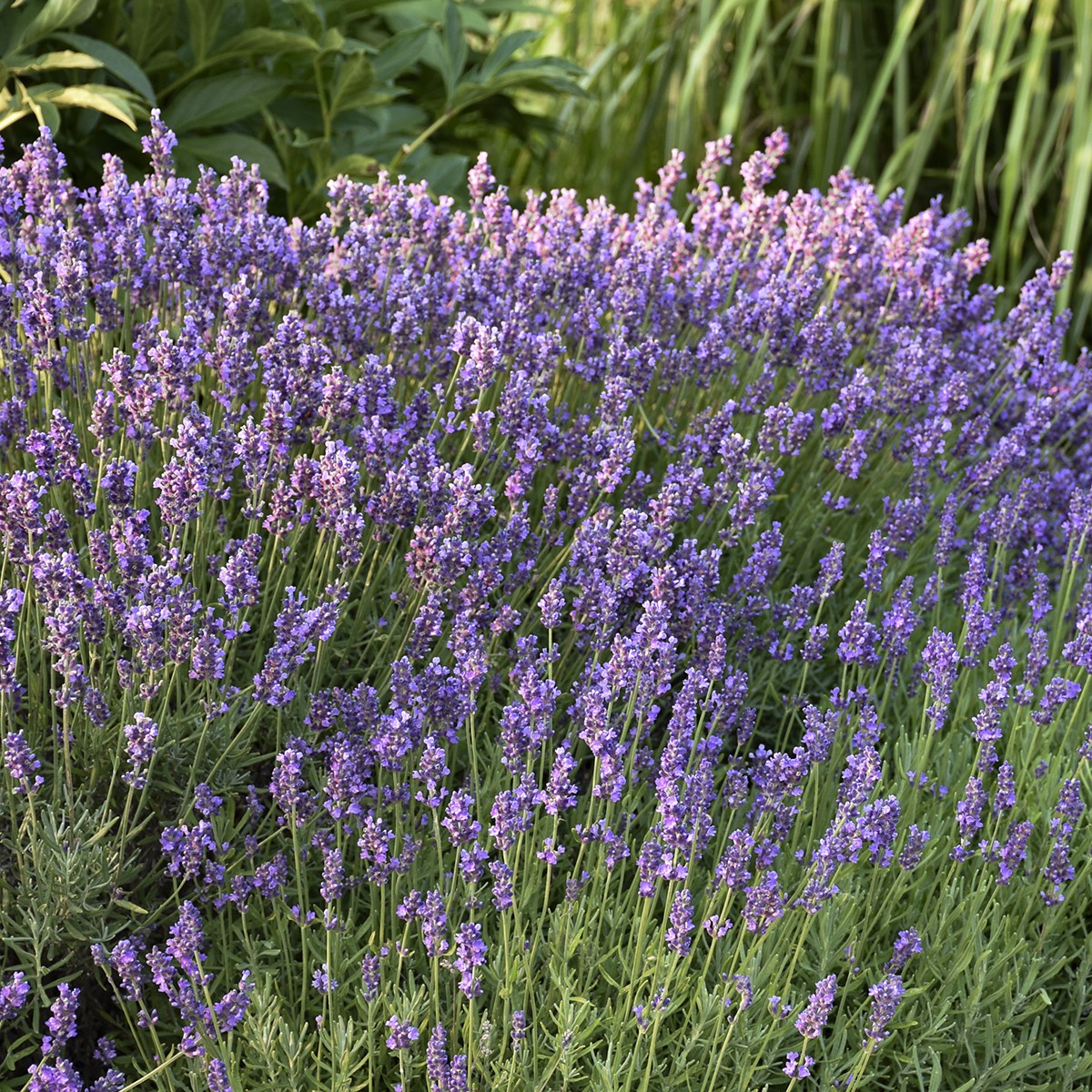 Lavender, Hidcote Blue - TheTreeFarm.com