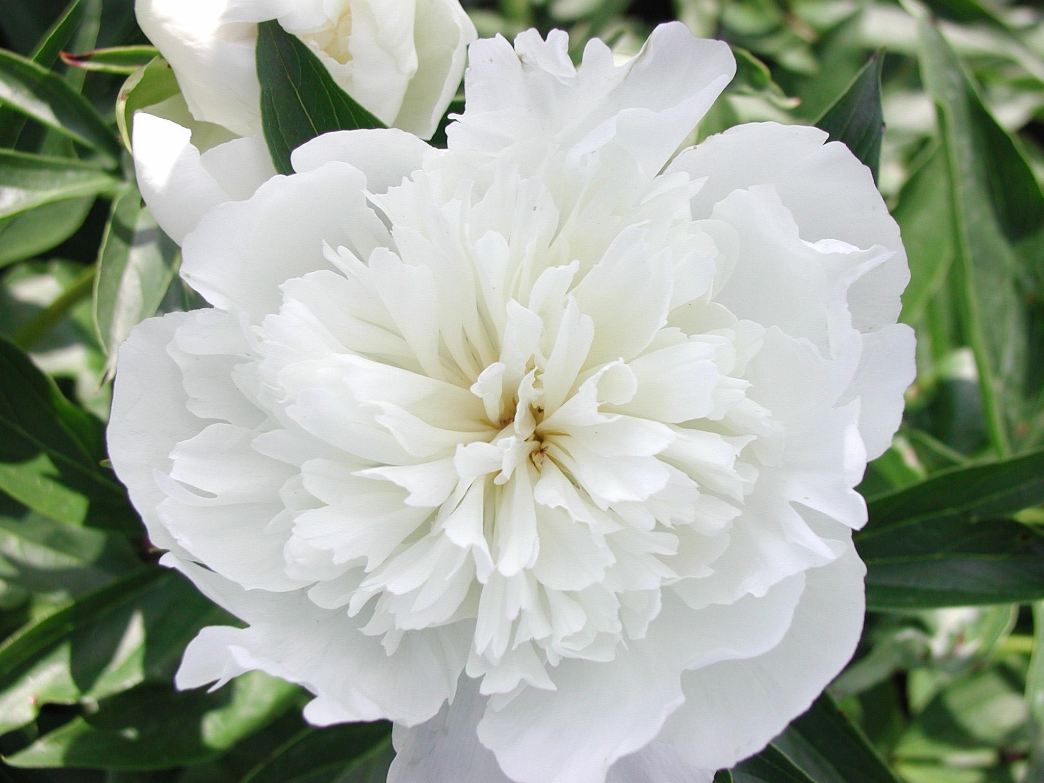 Peony, Duchess de Nemours - TheTreeFarm.com