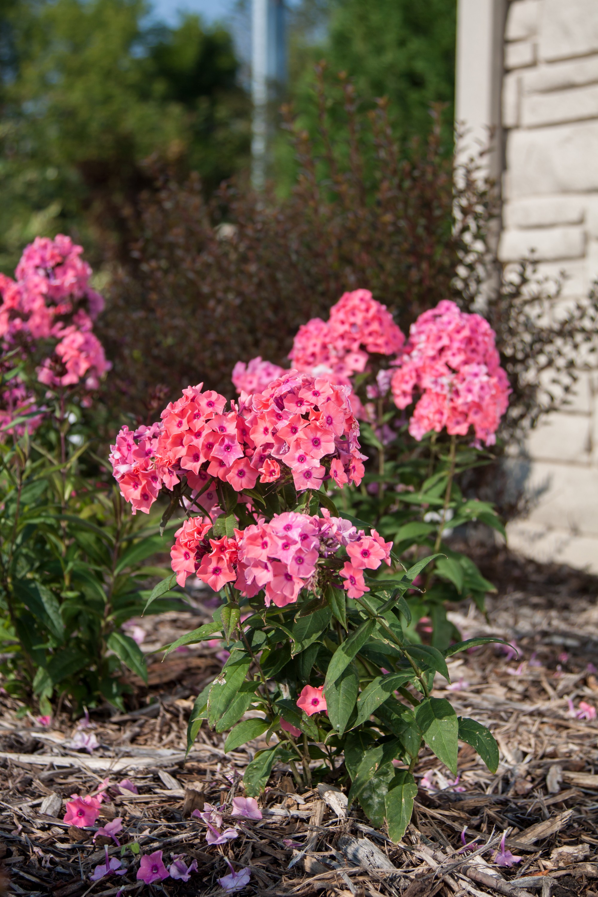 Phlox, Tall Garden, Candy Store™ Coral Crème Drop™ - TheTreeFarm.com