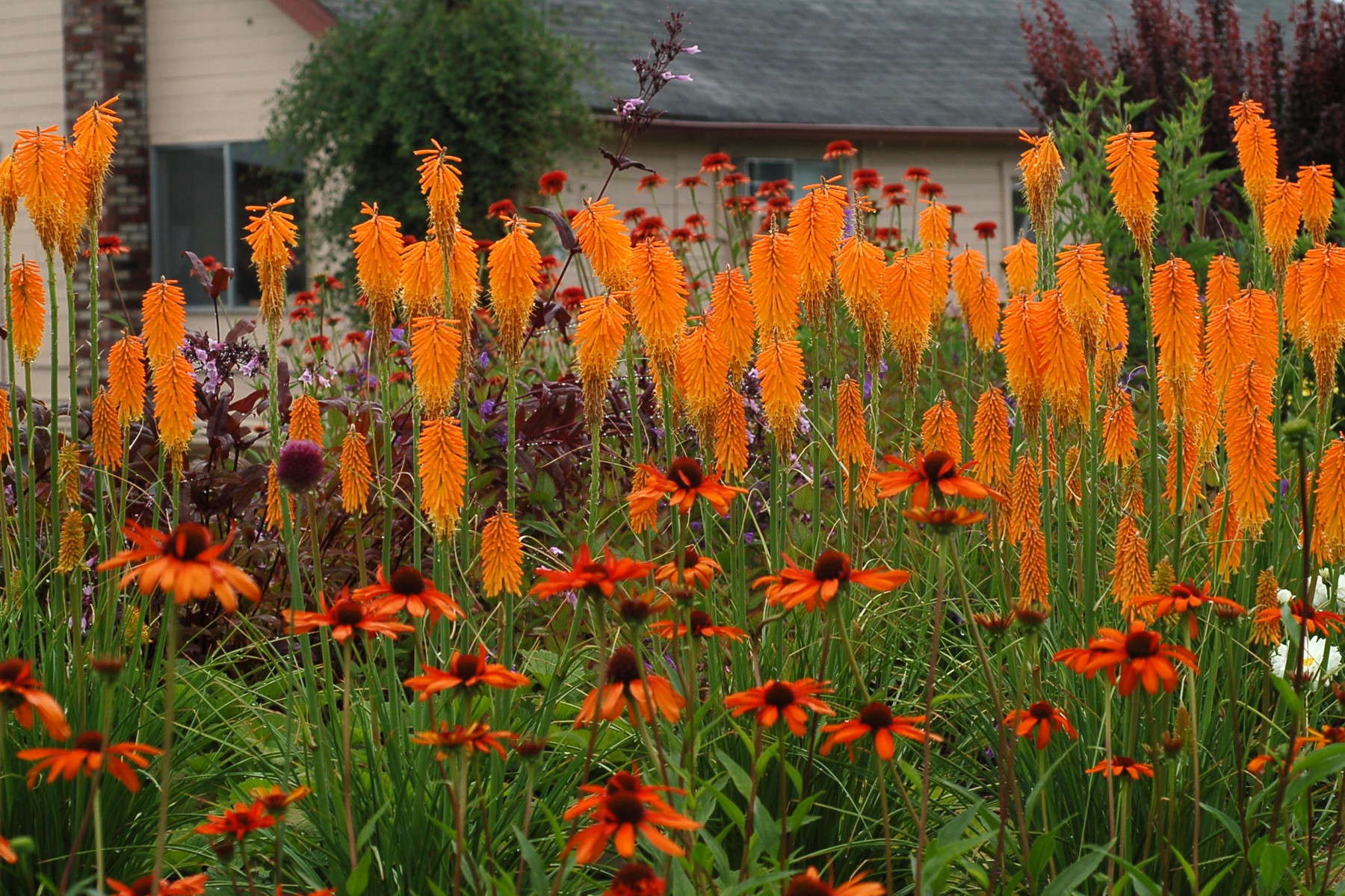 Poker Plant, Mango Popsicle™ (Torch Lily) - TheTreeFarm.com