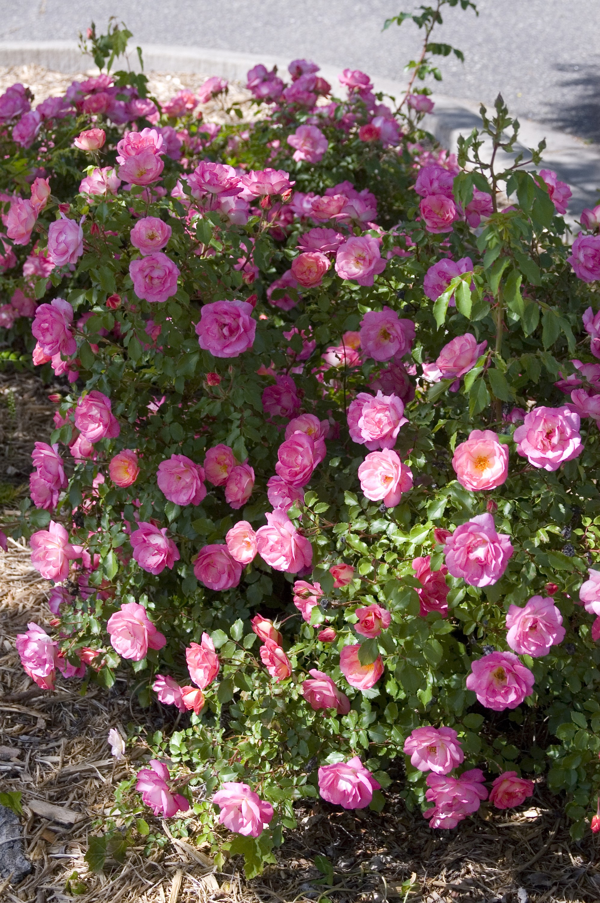 Rose, Easy Elegance® Sunrise Sunset - TheTreeFarm.com